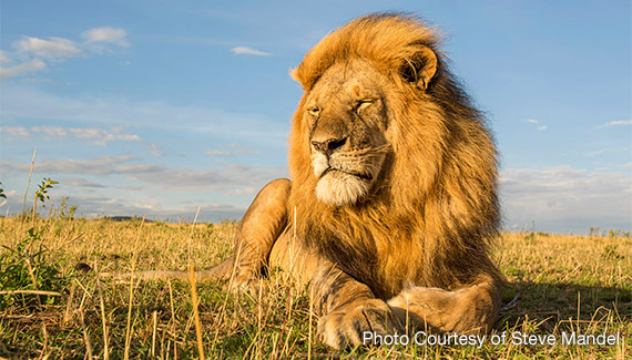 Wildlife Conservation Network | Seagate US